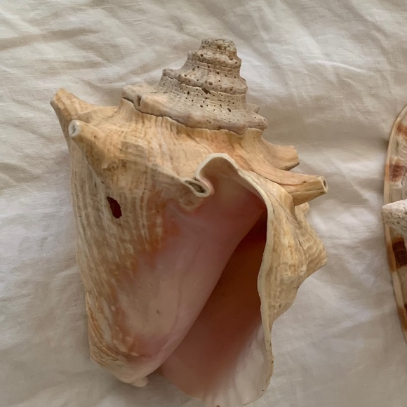 Vintage | Accents | Vintage Conch Shell | Poshmark